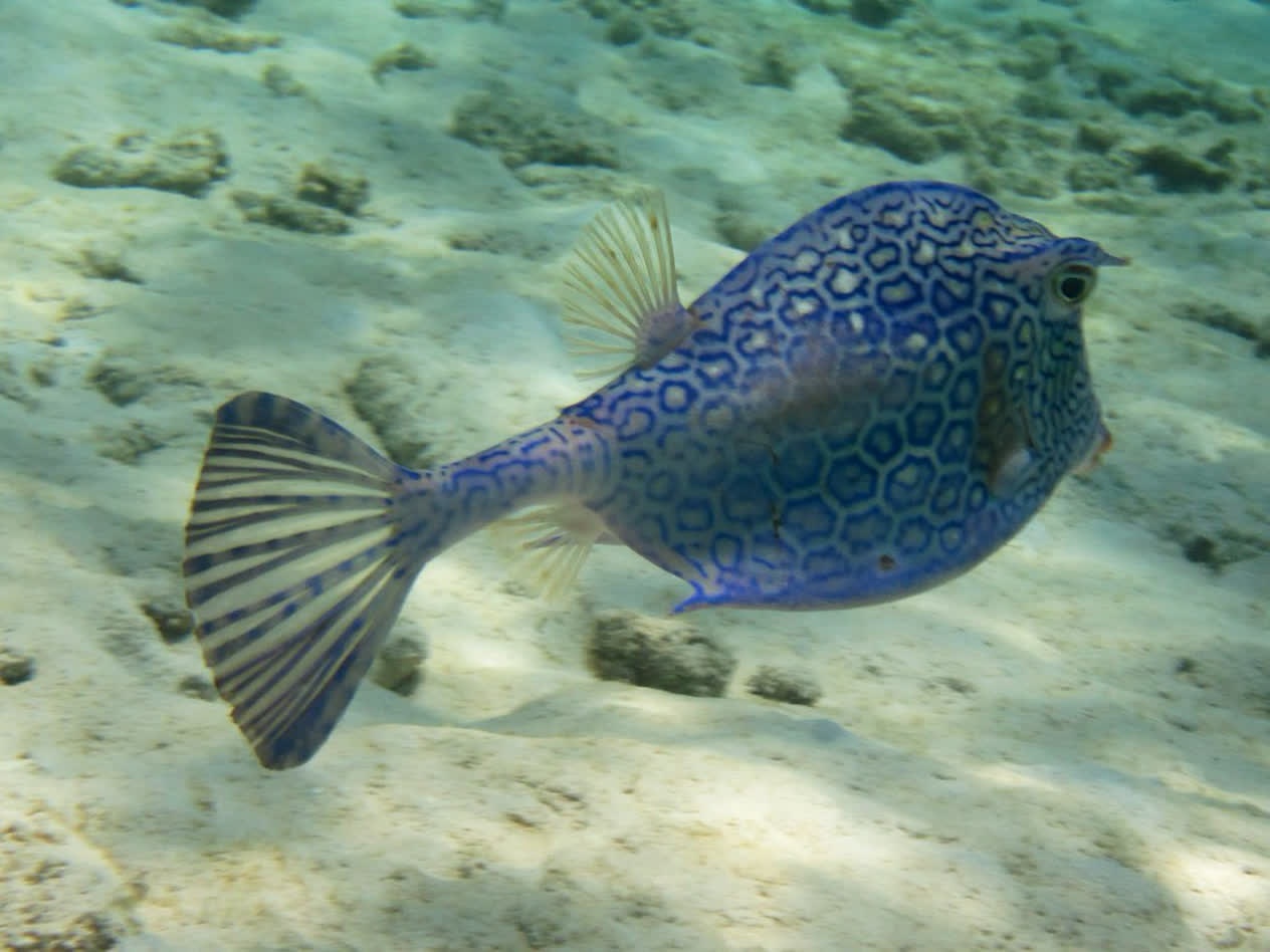 Honeycomb cowfish | Mote Marine Laboratory & Aquarium