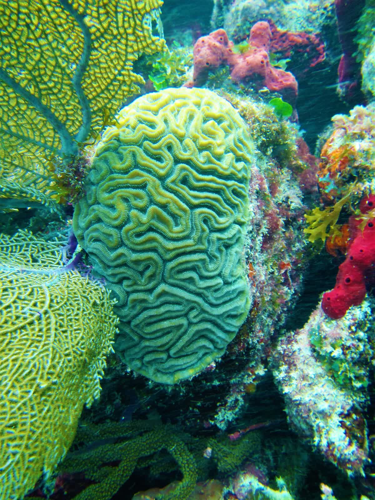 Grooved brain coral | Mote Marine Laboratory & Aquarium