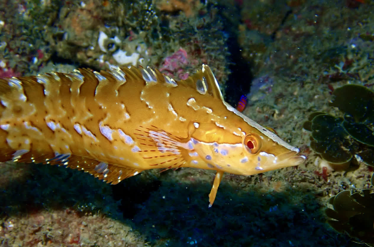 Giant kelpfish | Mote Marine Laboratory & Aquarium