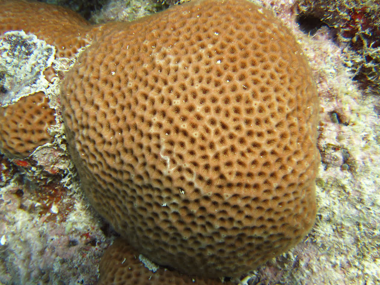 Massive starlet coral | Mote Marine Laboratory & Aquarium
