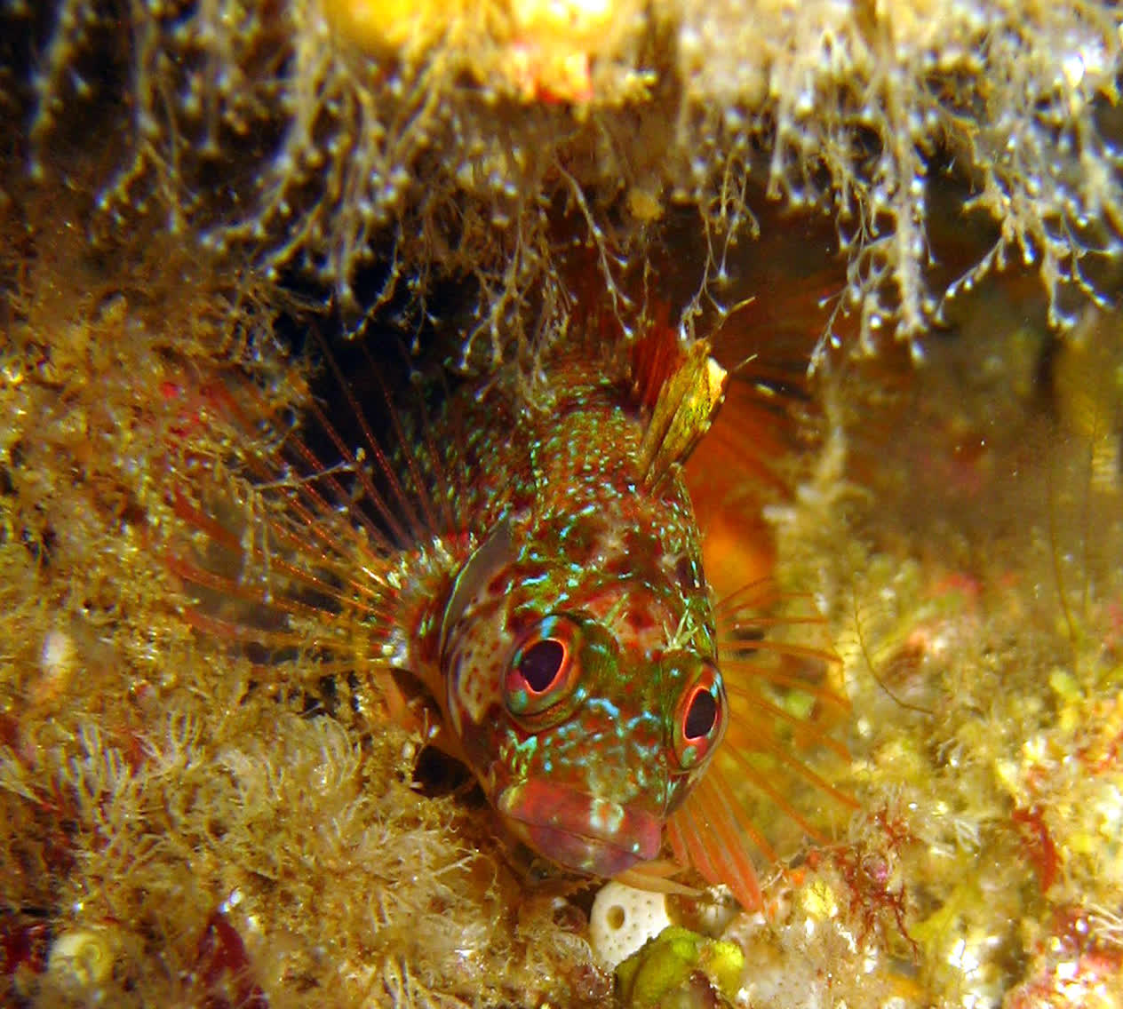 Giant kelpfish | Mote Marine Laboratory & Aquarium