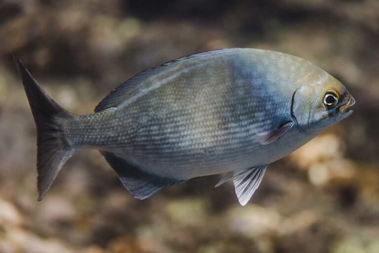 Species Archive | Mote Marine Laboratory & Aquarium