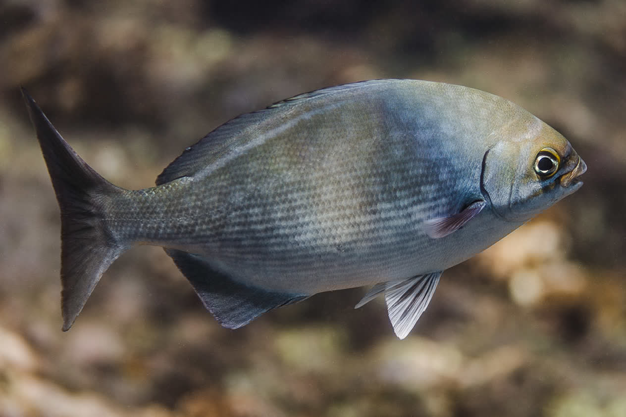 Species Archive | Mote Marine Laboratory & Aquarium