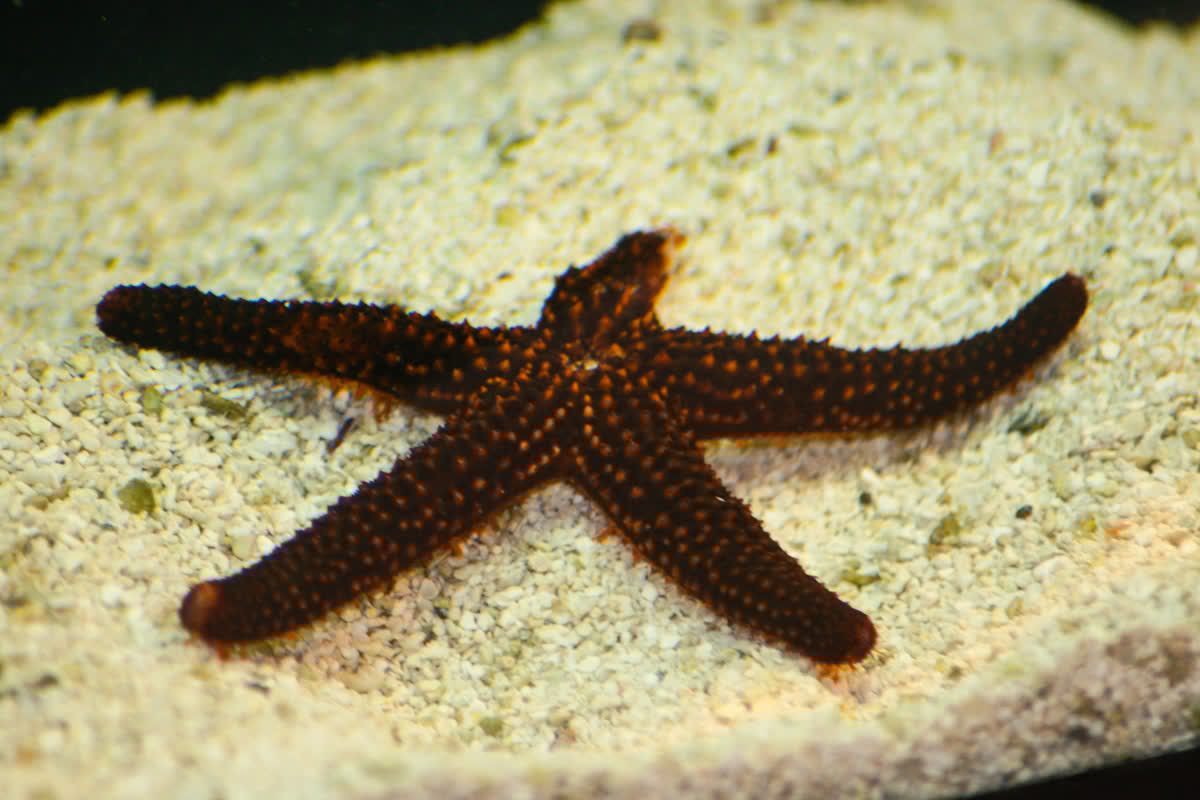 Caribbean spiny sea star | Mote Marine Laboratory & Aquarium