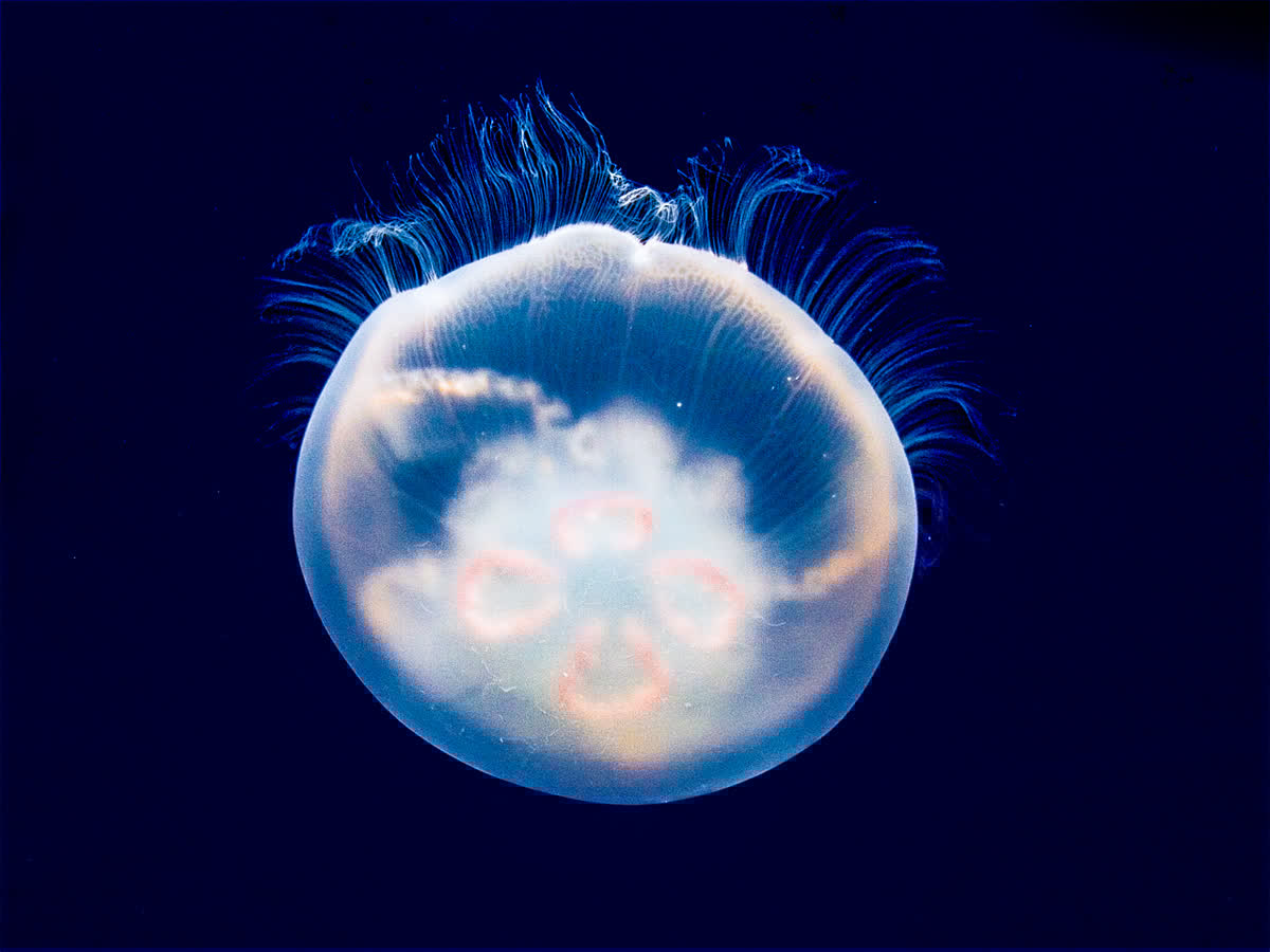 Moon jellyfish | Mote Marine Laboratory & Aquarium