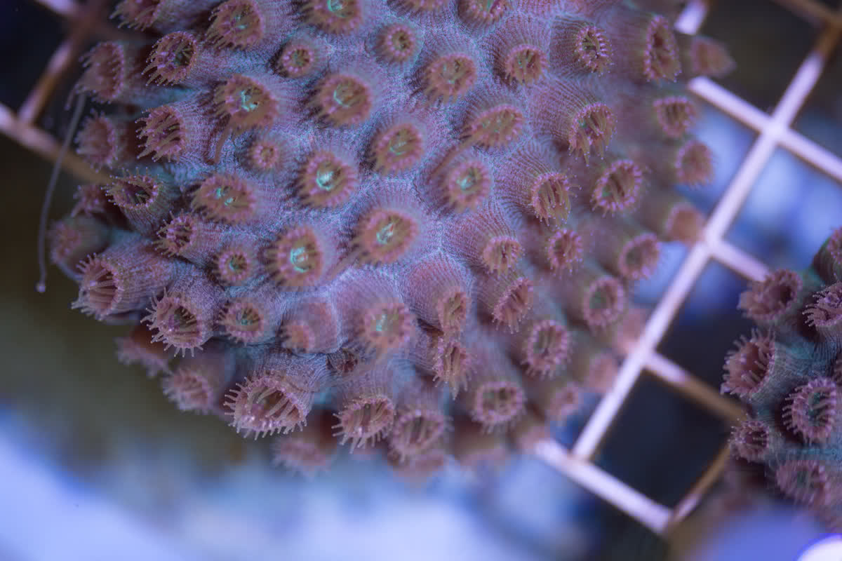 Great star coral | Mote Marine Laboratory & Aquarium