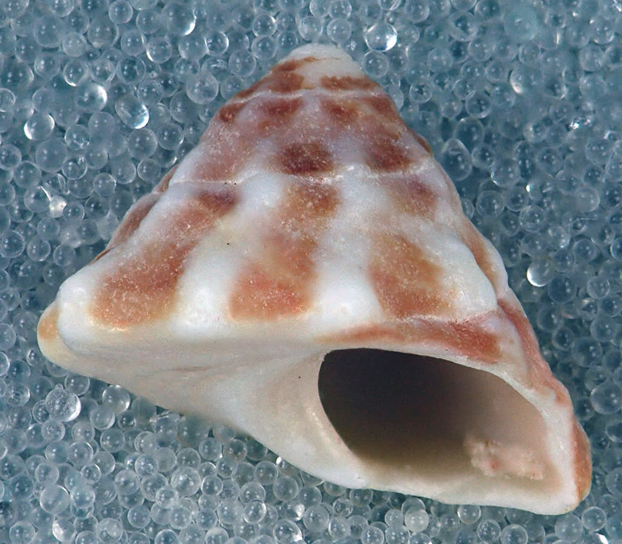 Lightfoot snail | Mote Marine Laboratory & Aquarium