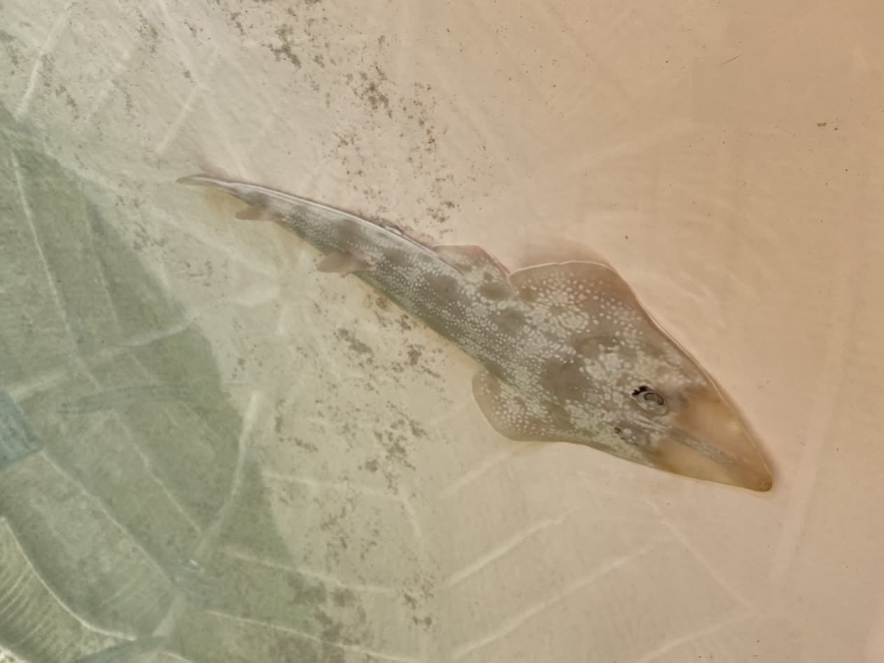 Species Archive | Mote Marine Laboratory & Aquarium