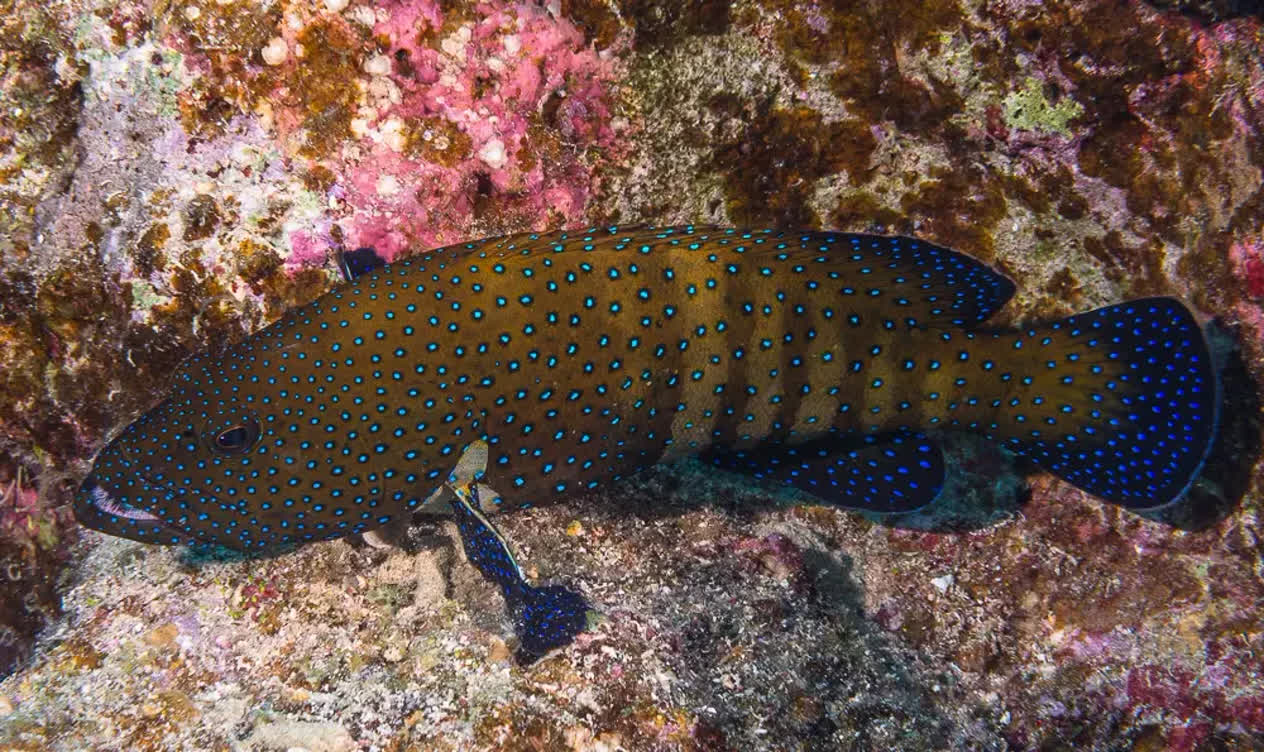 Peacock rock cod | Mote Marine Laboratory & Aquarium