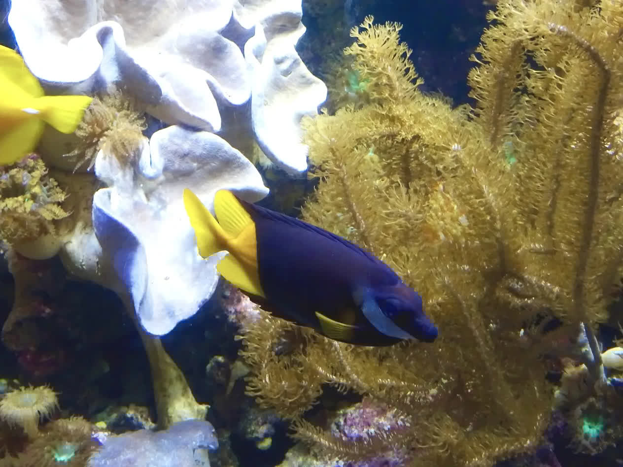 Bicolored foxface | Mote Marine Laboratory & Aquarium