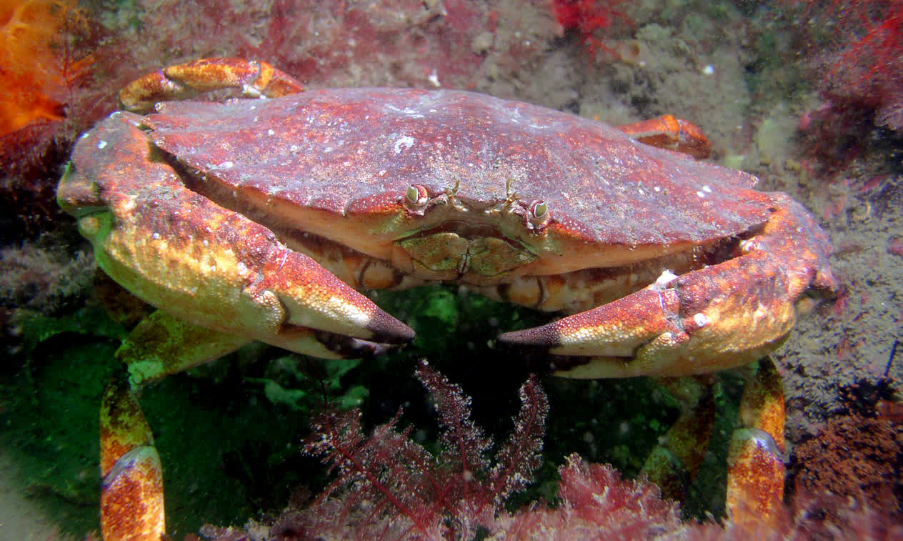 Red rock crab | Mote Marine Laboratory & Aquarium