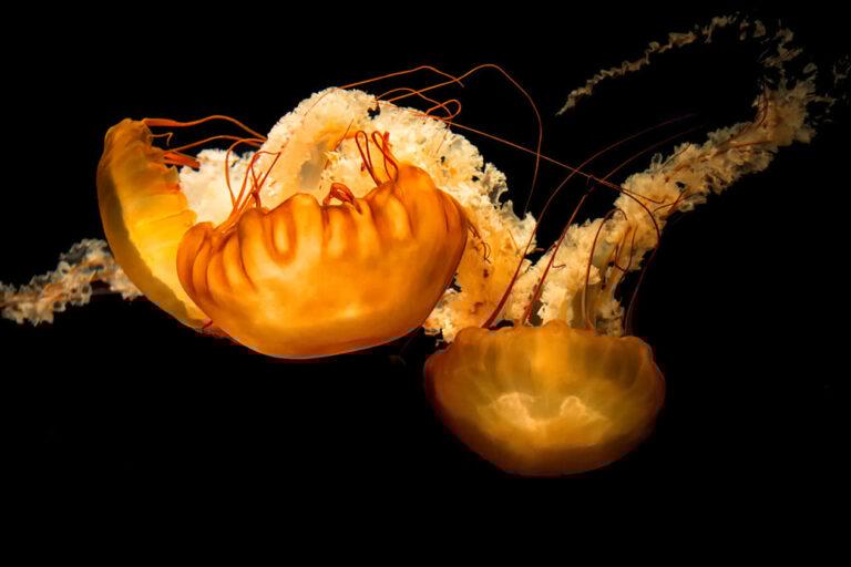 Pacific sea nettle | Mote Marine Laboratory & Aquarium