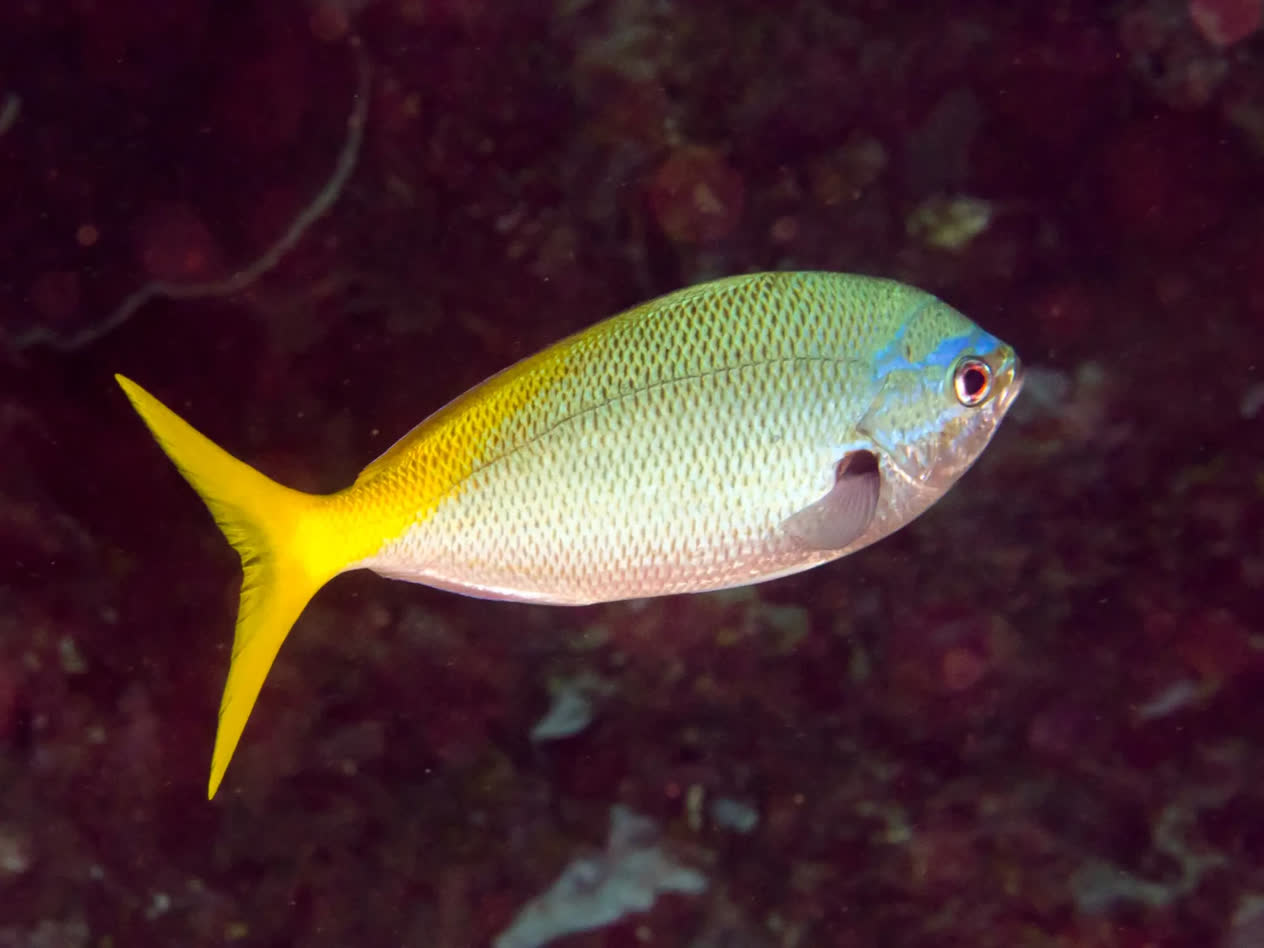 Redbelly yellowtail fusilier | Mote Marine Laboratory & Aquarium