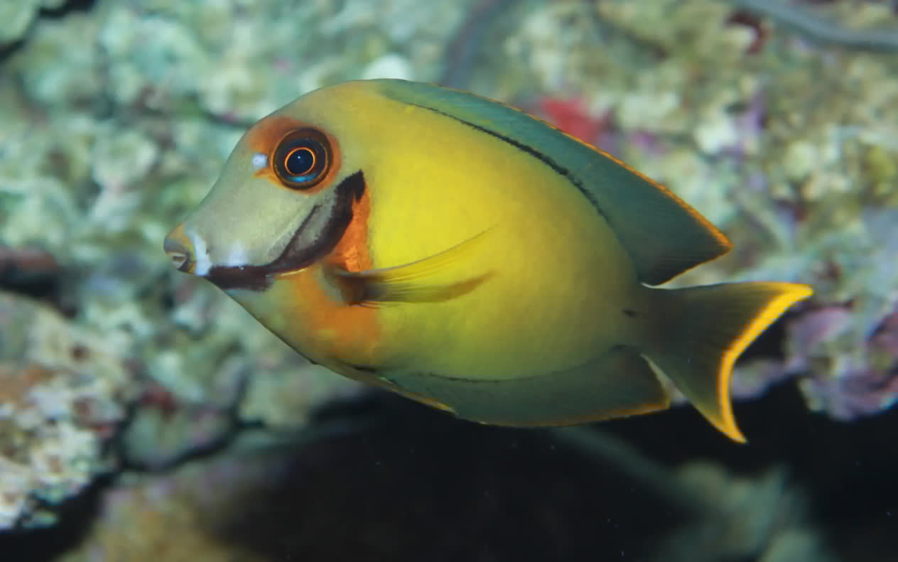 Mimic surgeonfish | Mote Marine Laboratory & Aquarium