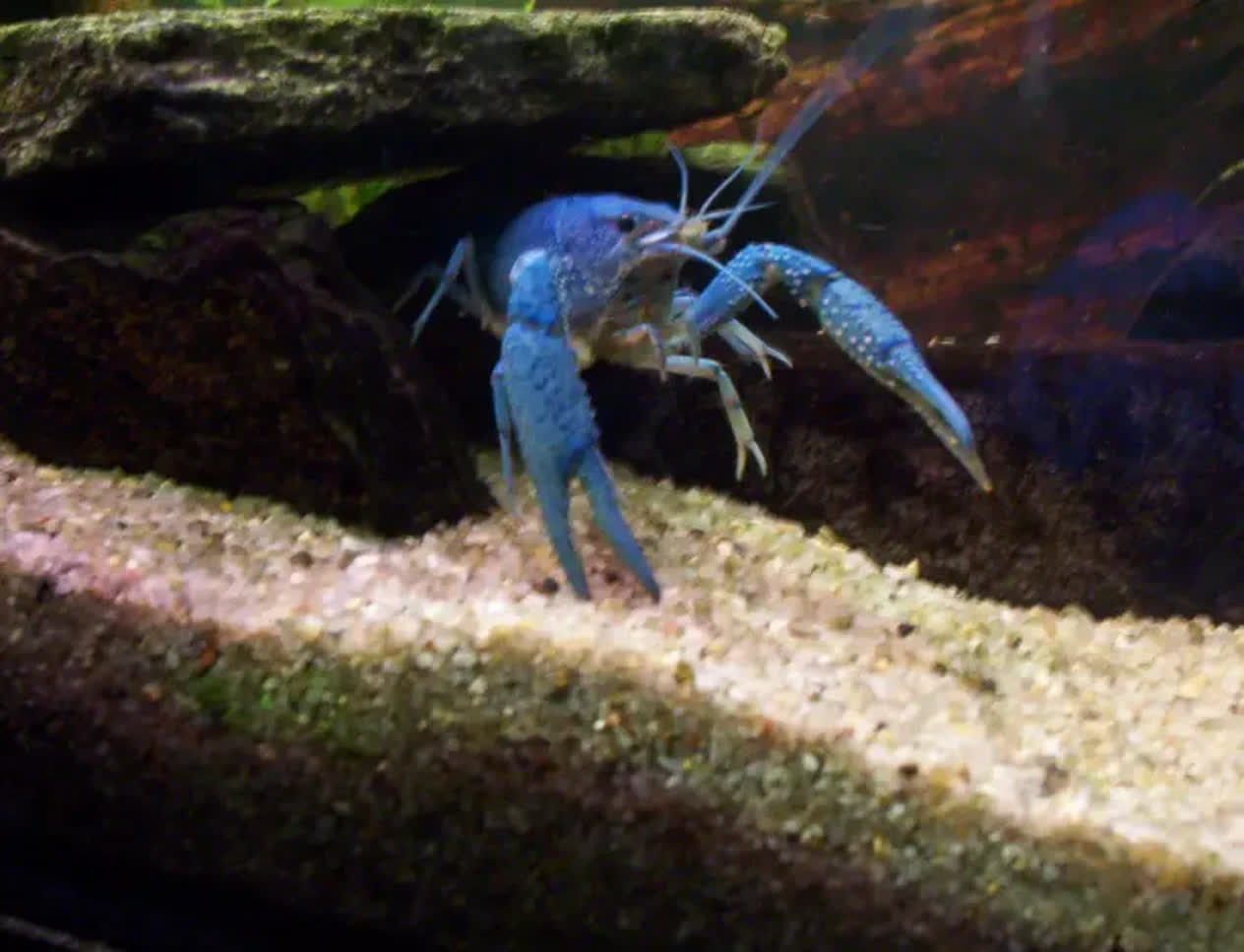 Florida crayfish | Mote Marine Laboratory & Aquarium