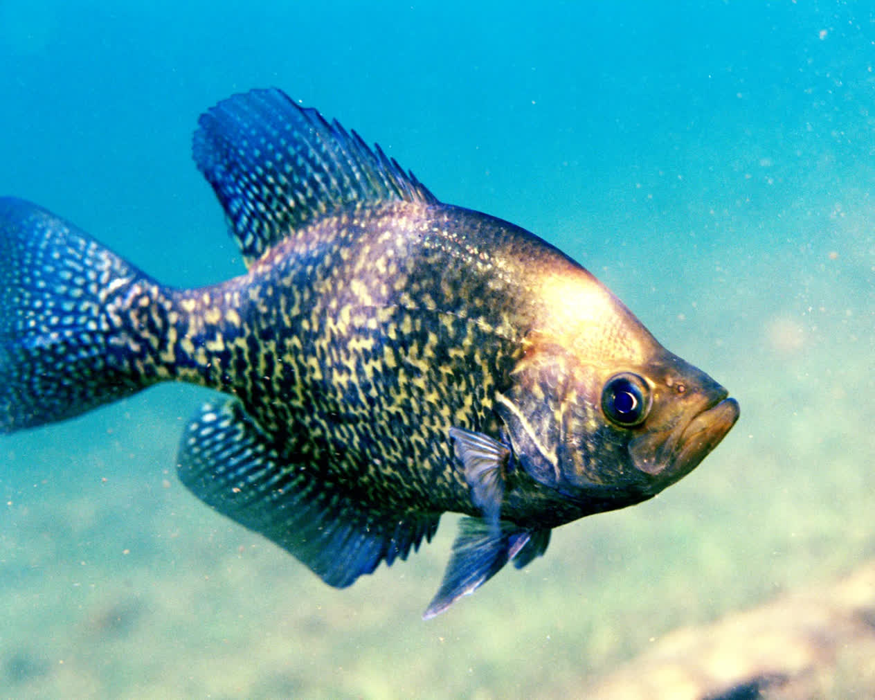 Black crappie | Mote Marine Laboratory & Aquarium