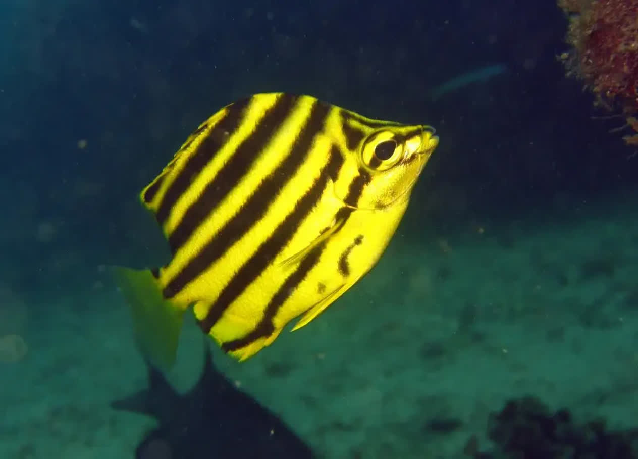 Species Archive | Mote Marine Laboratory & Aquarium