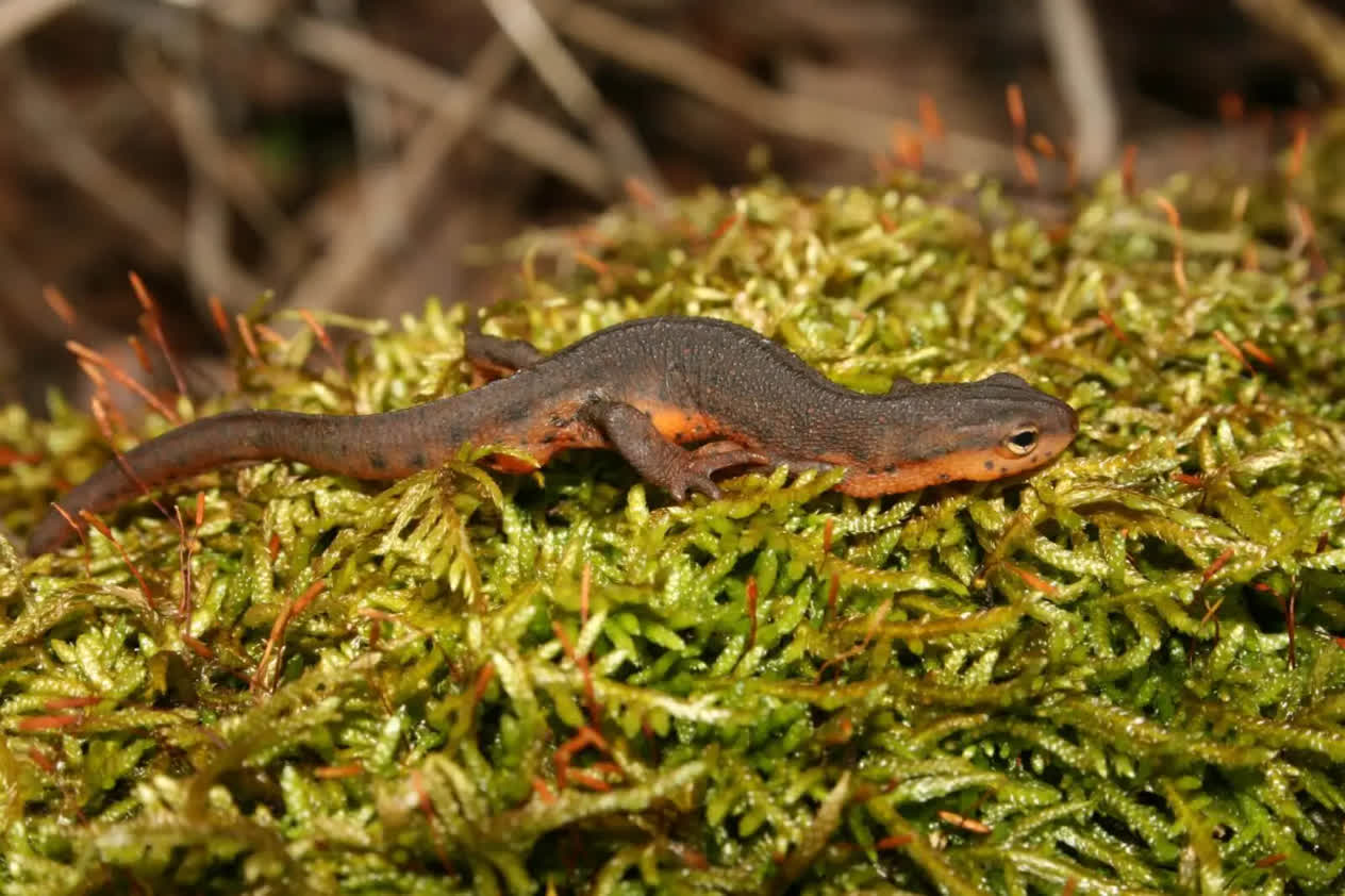 Peninsula newt | Mote Marine Laboratory & Aquarium