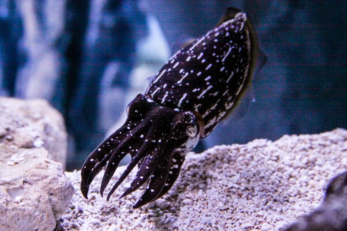 Dwarf cuttlefish | Mote Marine Laboratory & Aquarium