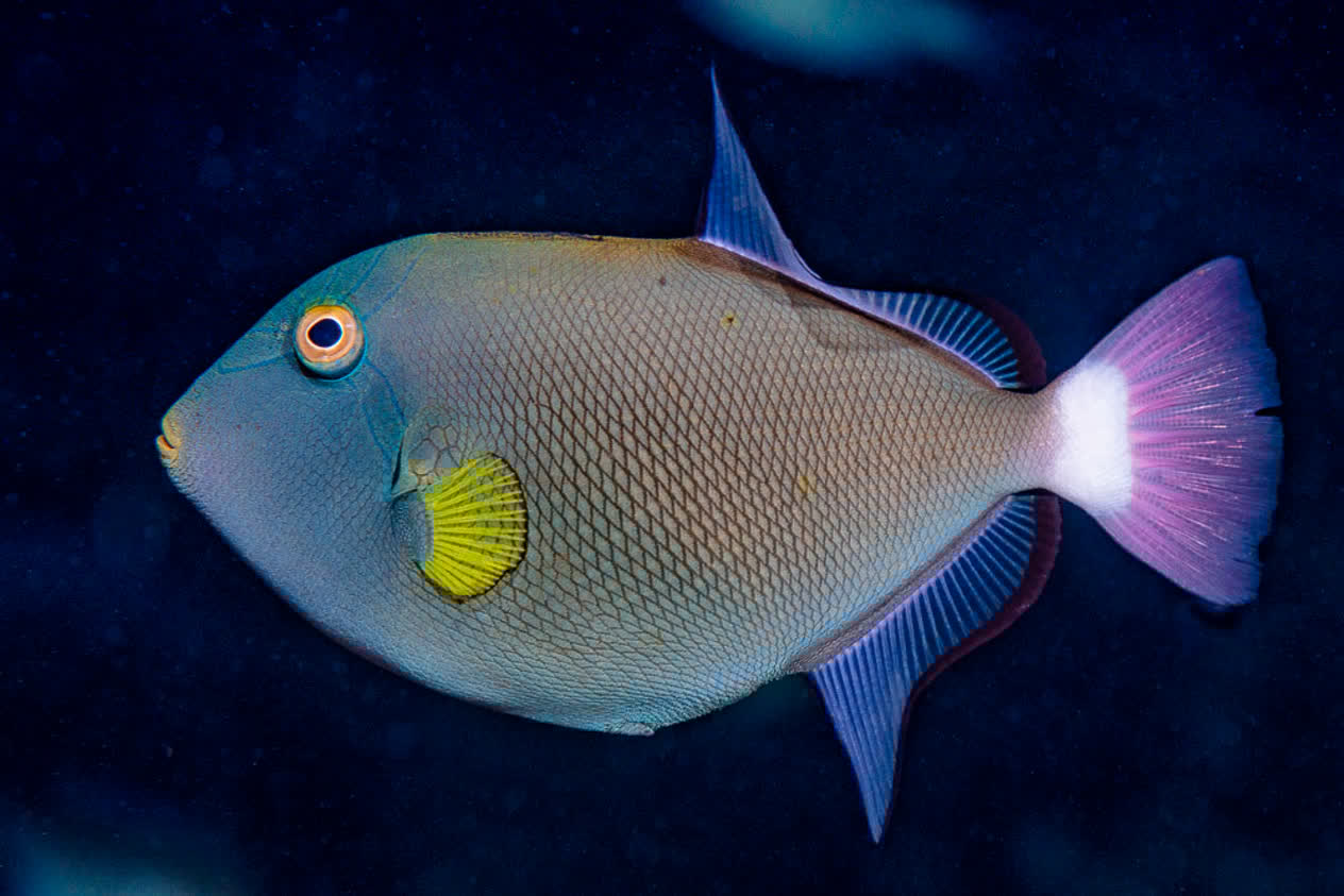 Pinktail triggerfish | Mote Marine Laboratory & Aquarium