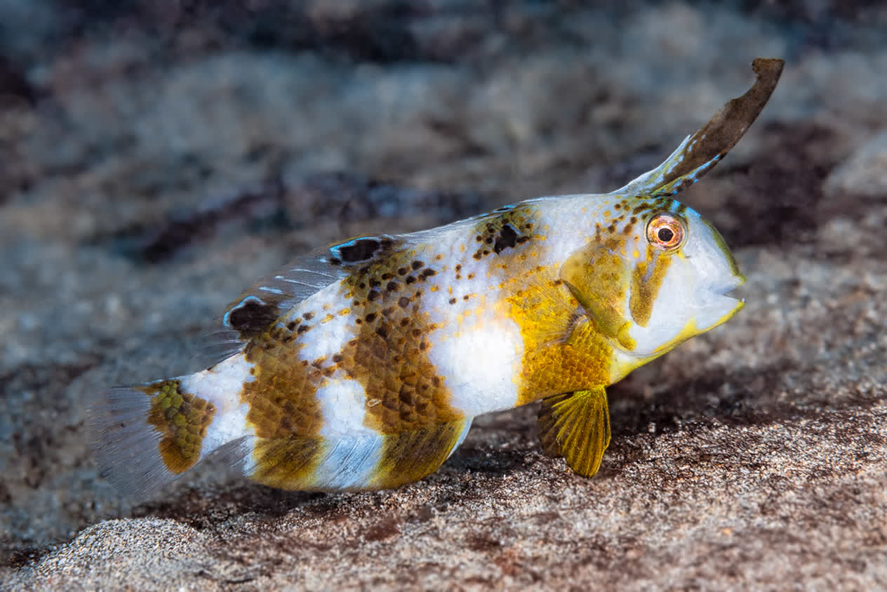 Blue razorfish | Mote Marine Laboratory & Aquarium