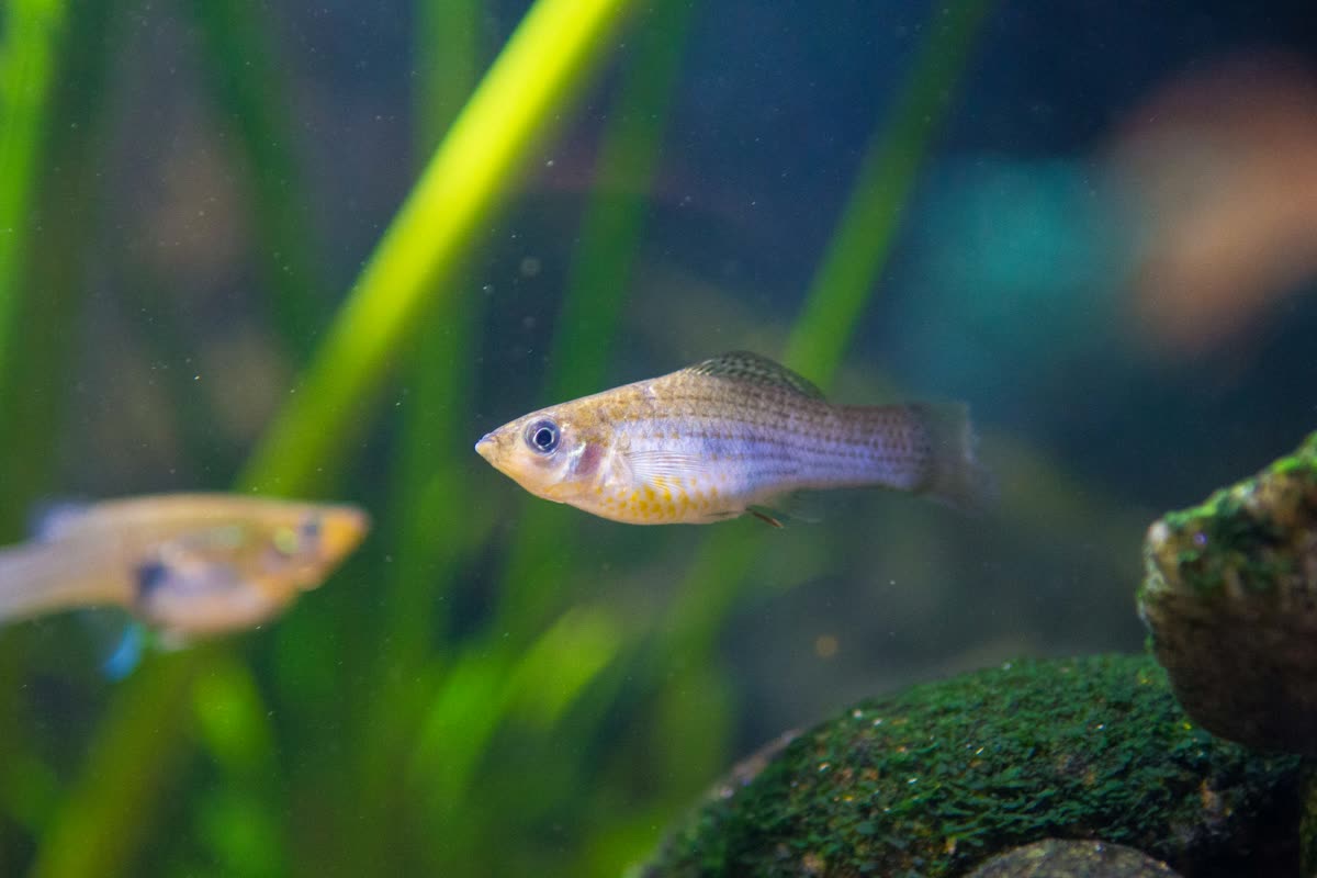 Sailfin molly | Mote Marine Laboratory & Aquarium