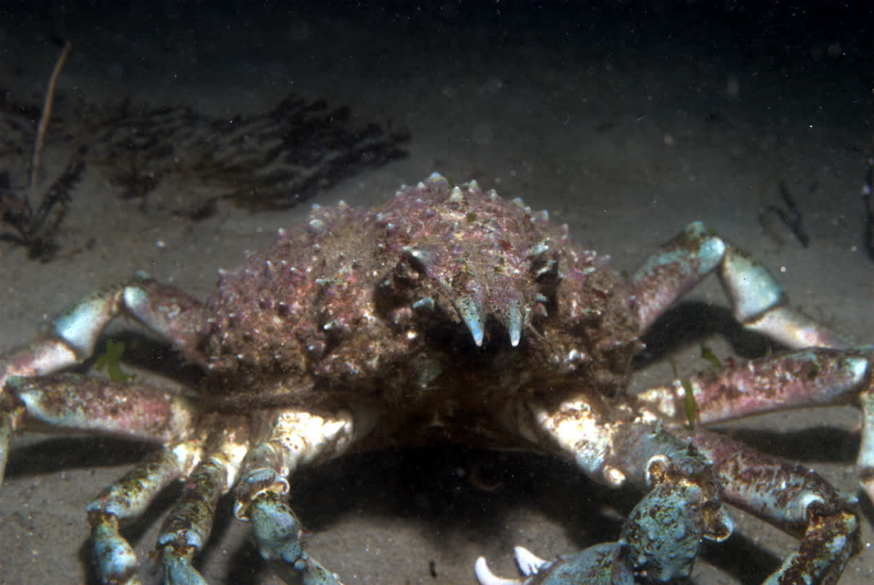 Sheep crab | Mote Marine Laboratory & Aquarium
