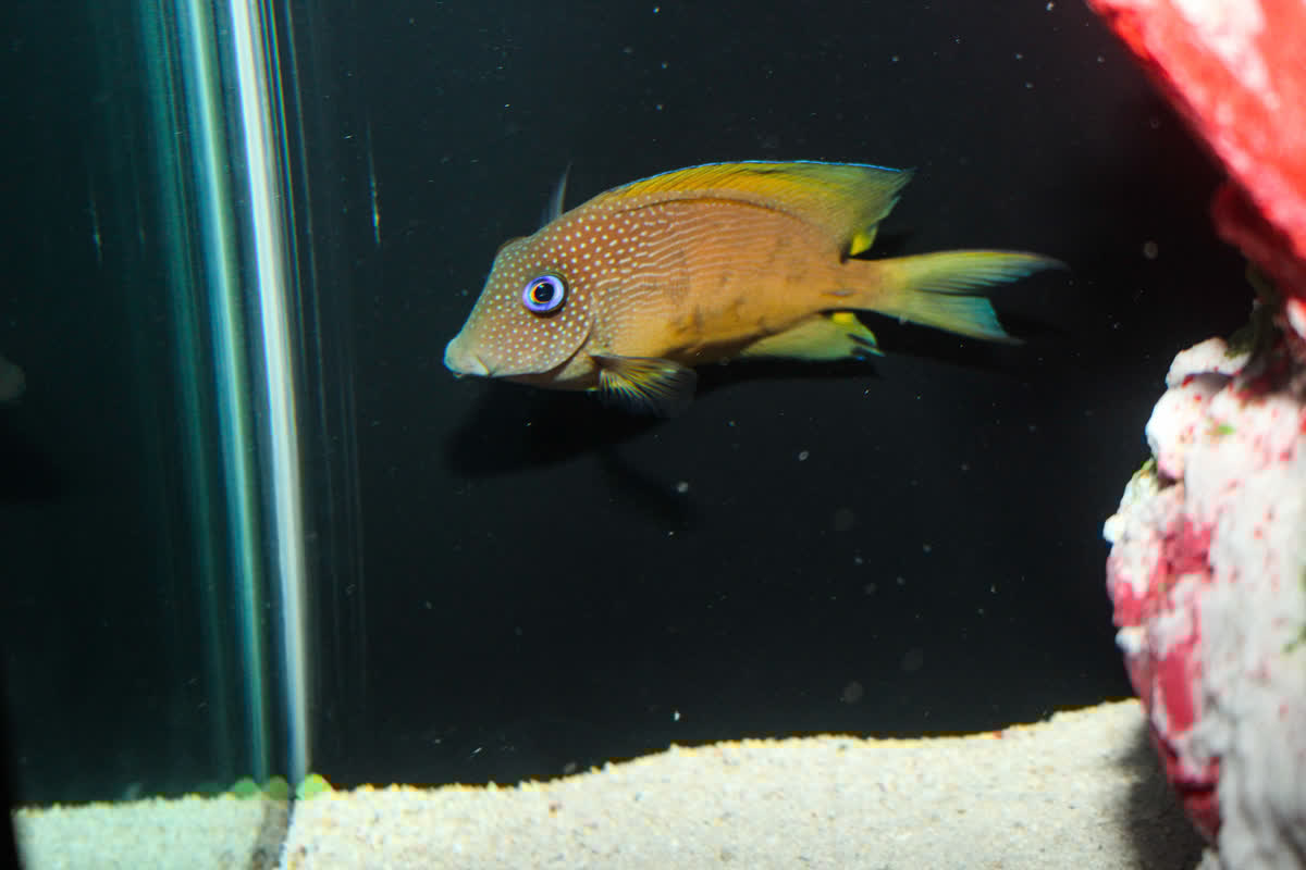 Twospot bristletooth tang | Mote Marine Laboratory & Aquarium