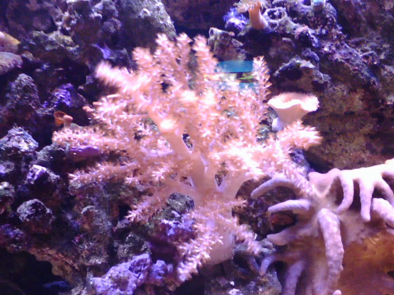 Finger leather coral | Mote Marine Laboratory & Aquarium
