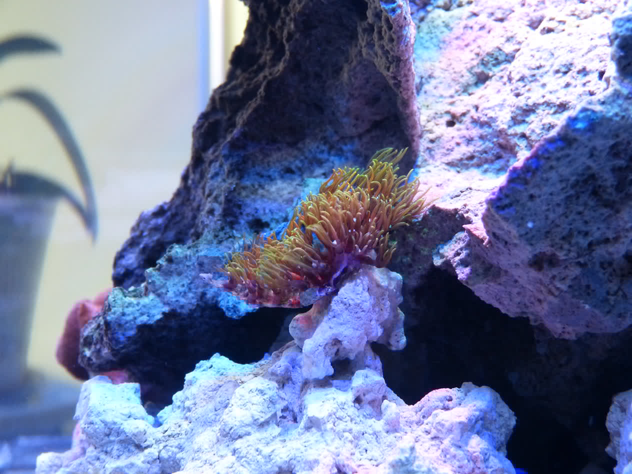 Green star polyp coral | Mote Marine Laboratory & Aquarium