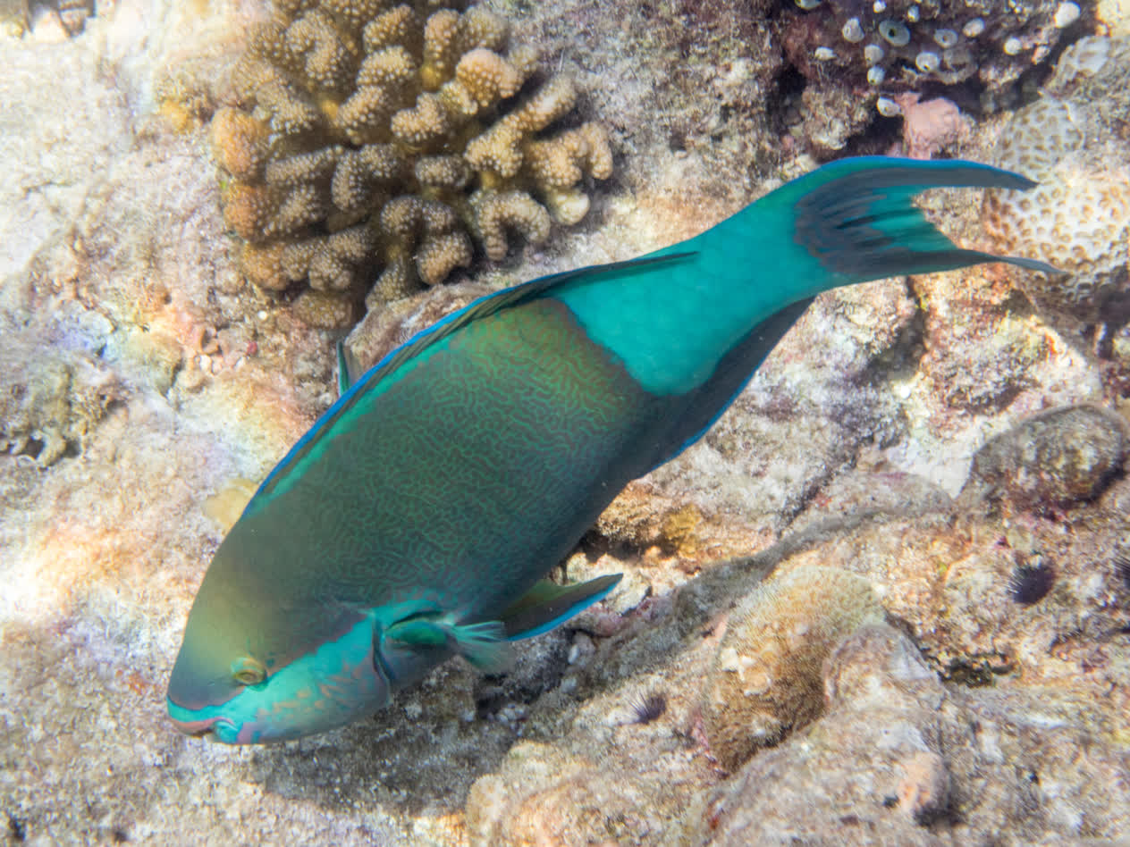 Bridled parrotfish | Mote Marine Laboratory & Aquarium