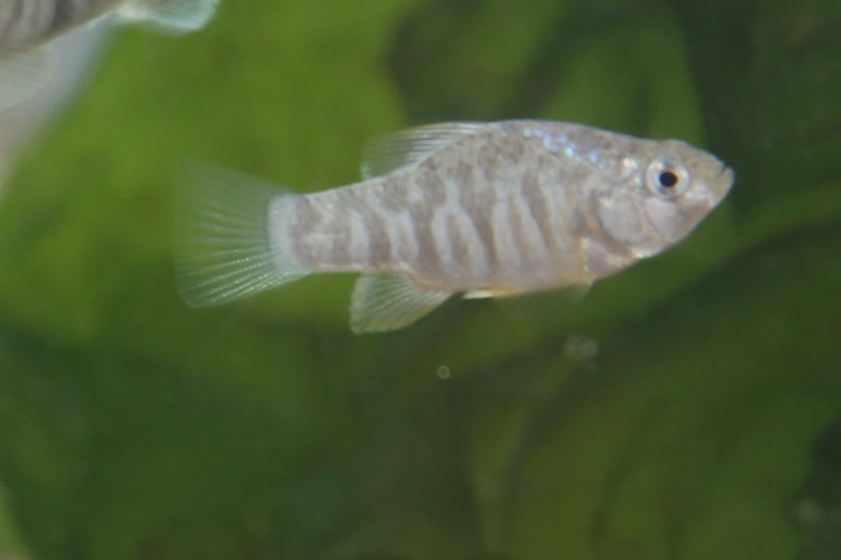 Sheepshead minnow | Mote Marine Laboratory & Aquarium