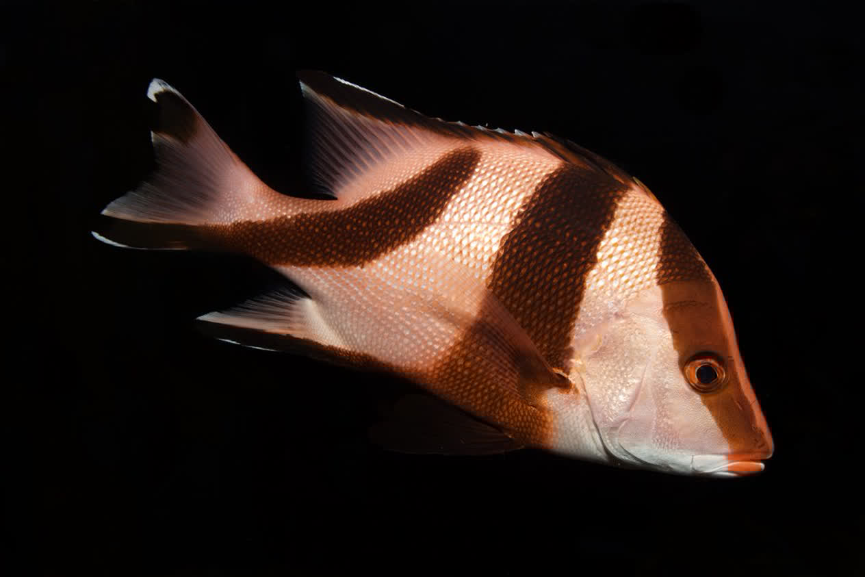 Red emperor snapper | Mote Marine Laboratory & Aquarium