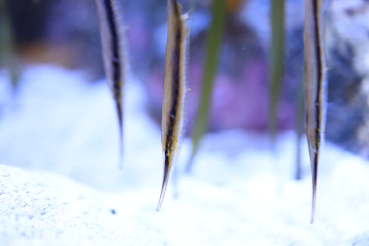 Coral shrimpfish | Mote Marine Laboratory & Aquarium