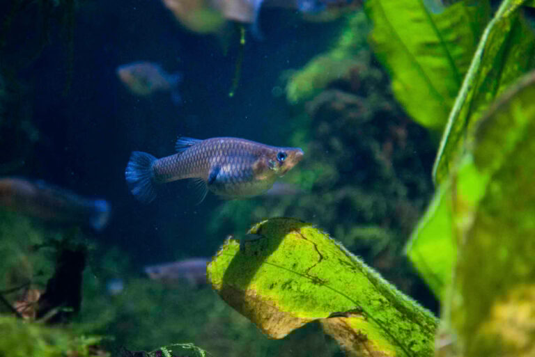 Eastern mosquitofish | Mote Marine Laboratory & Aquarium