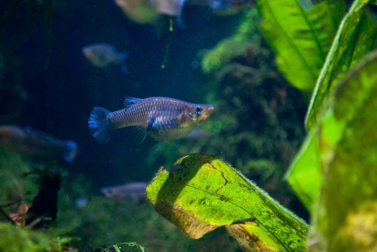 Eastern mosquitofish | Mote Marine Laboratory & Aquarium