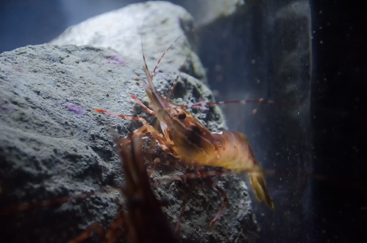 Pacific spotted shrimp | Mote Marine Laboratory & Aquarium