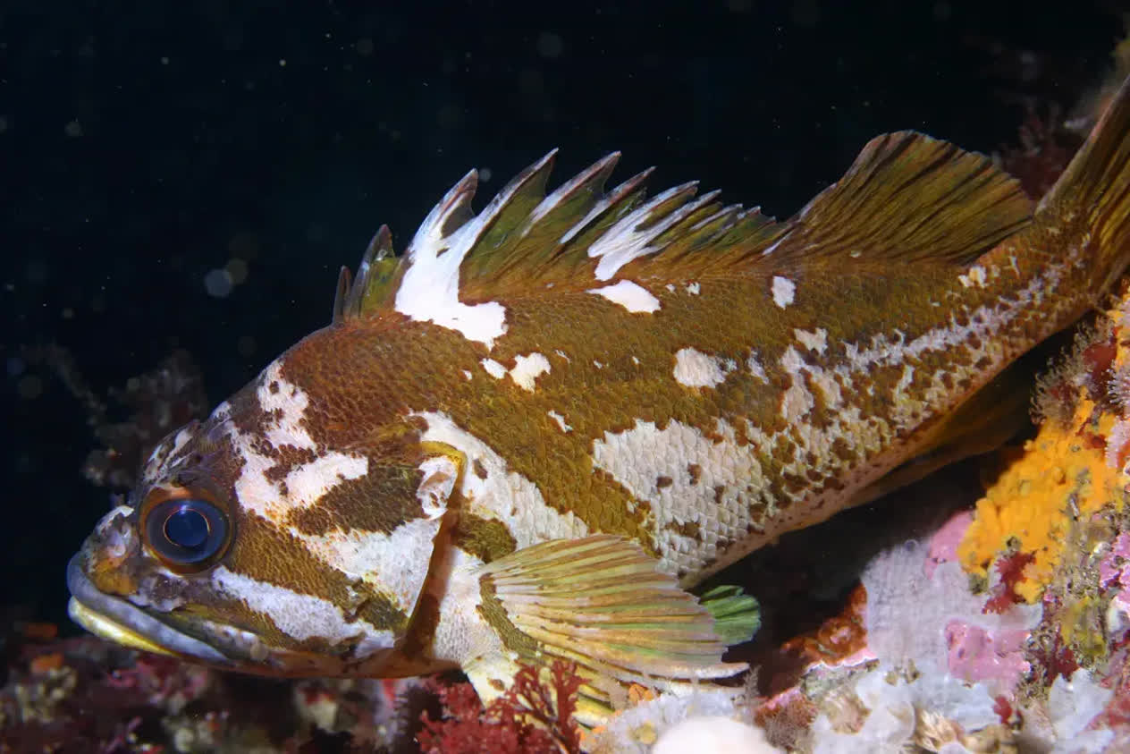 Gopher rockfish | Mote Marine Laboratory & Aquarium