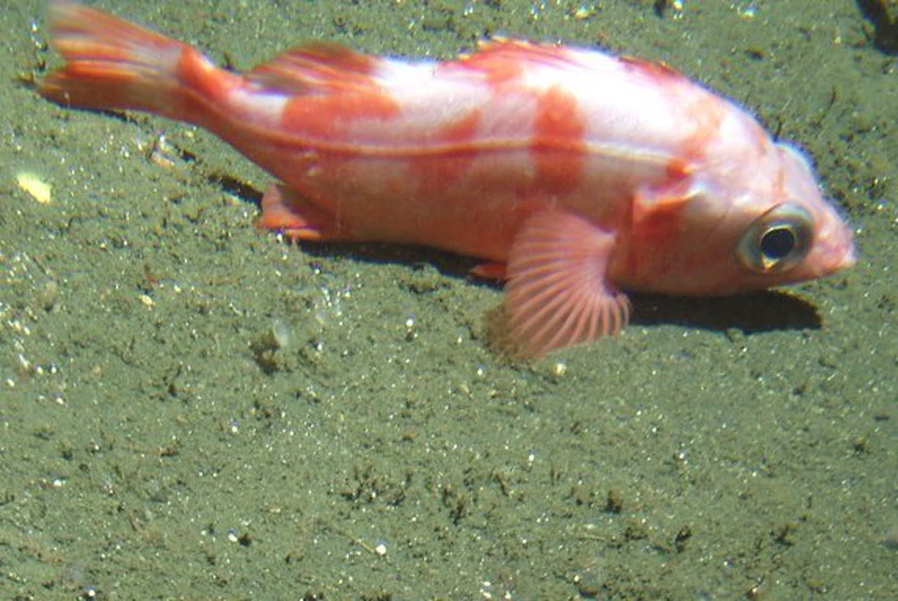 Split-nose rockfish | Mote Marine Laboratory & Aquarium