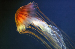 Northern sea nettle | Mote Marine Laboratory & Aquarium