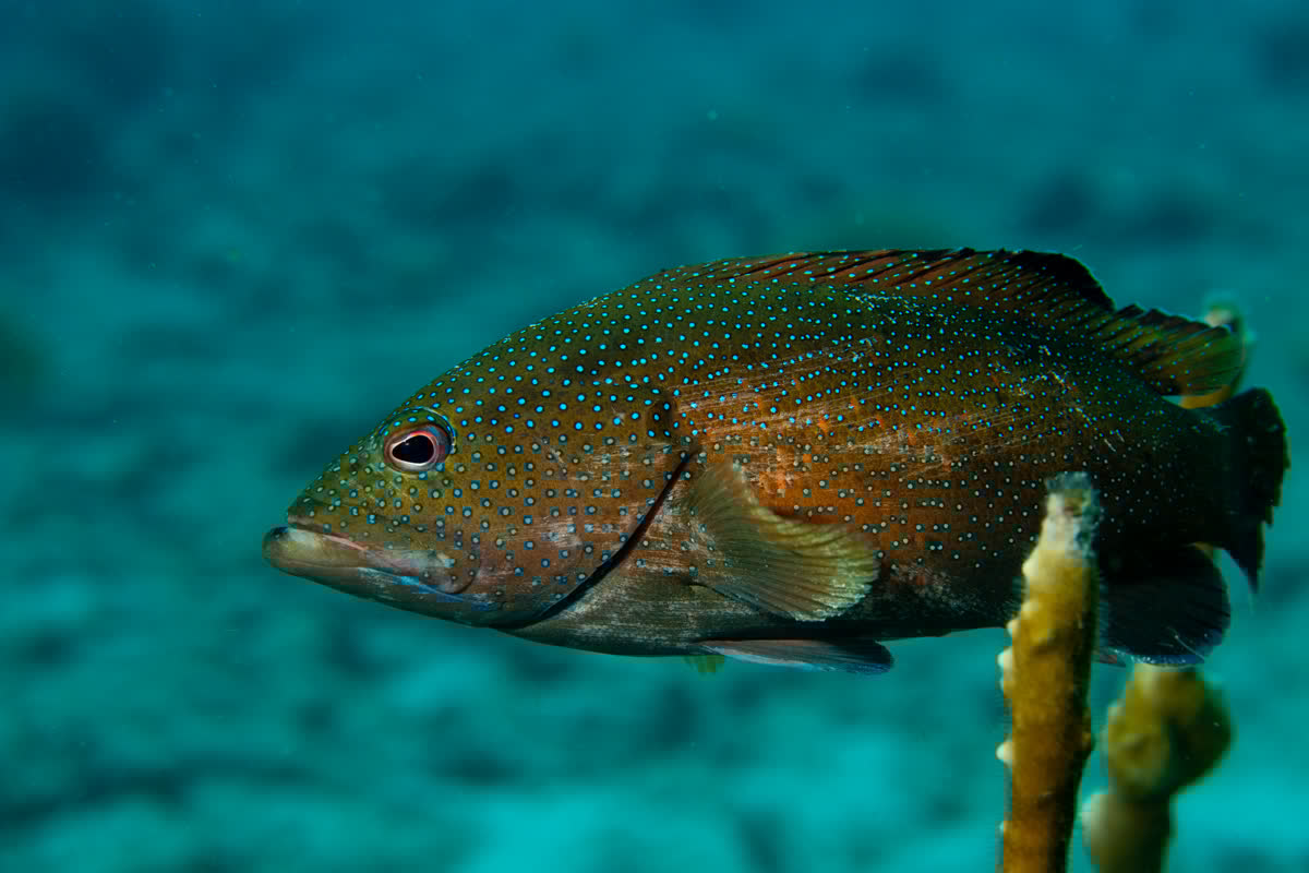 Blue spotted rock cod | Mote Marine Laboratory & Aquarium