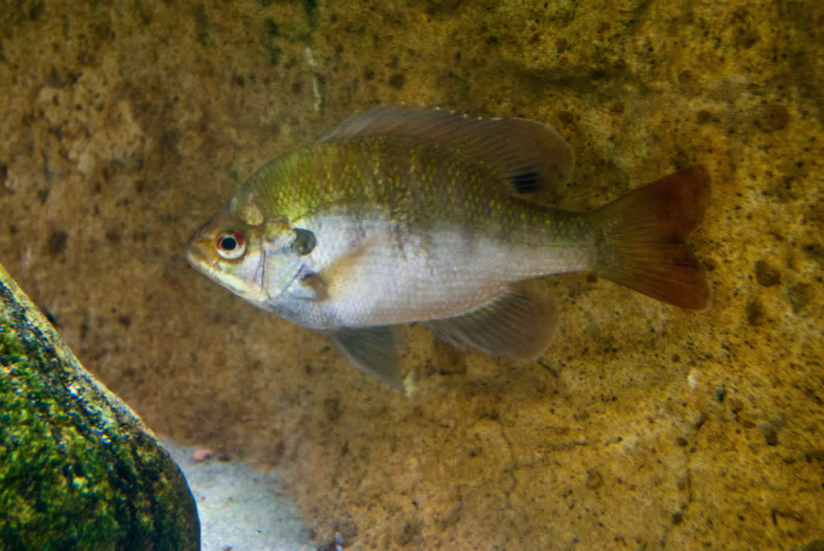 Bluegill | Mote Marine Laboratory & Aquarium
