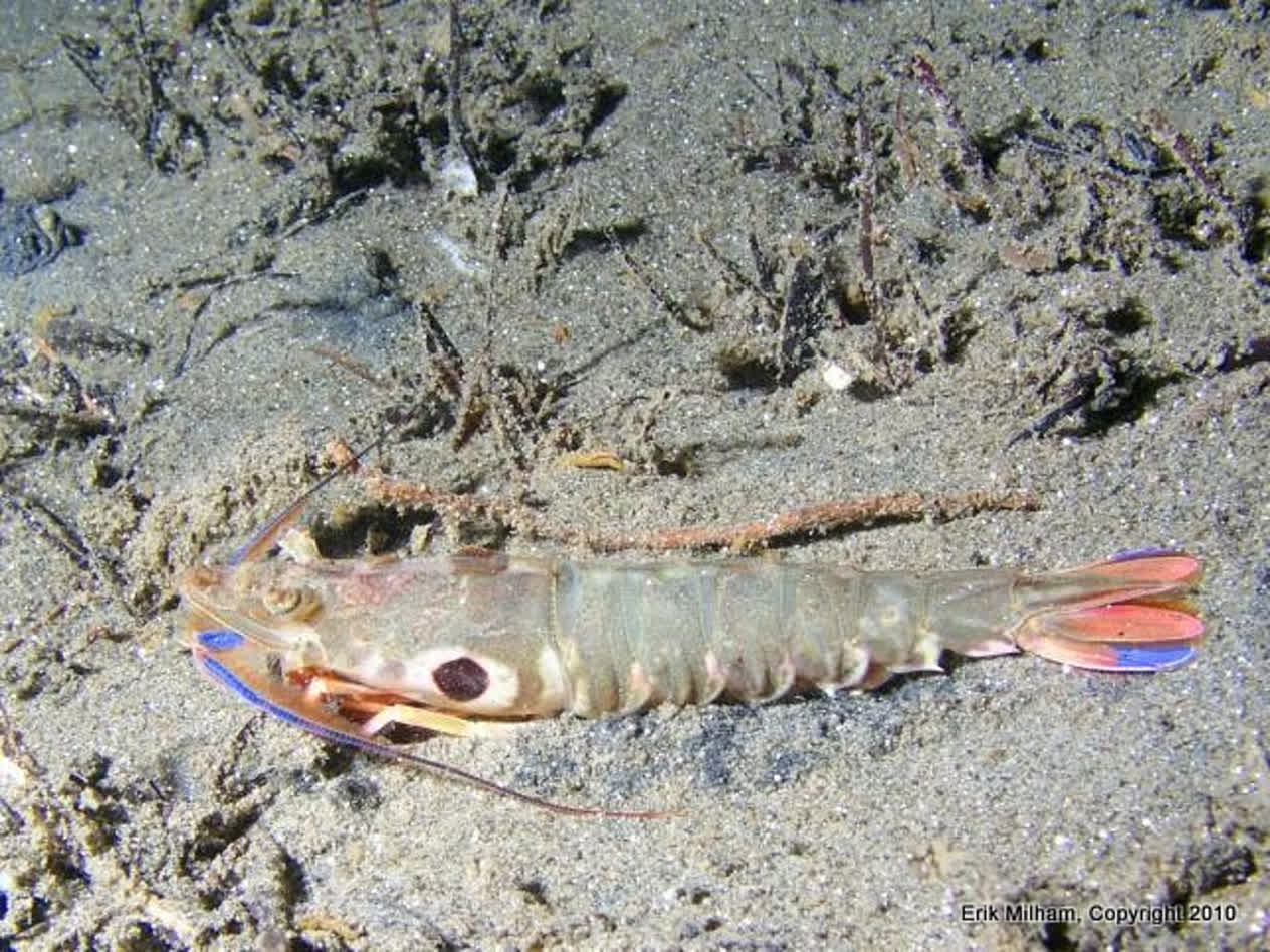 Target rock shrimp | Mote Marine Laboratory & Aquarium