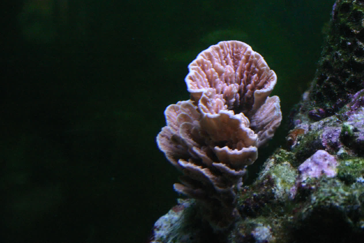 Leaf plating montipora | Mote Marine Laboratory & Aquarium