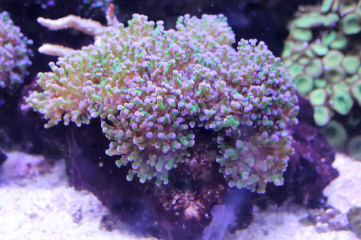 Branching frogspawn coral | Mote Marine Laboratory & Aquarium