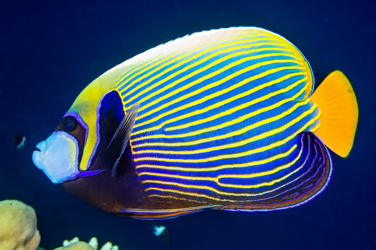 Emperor angelfish | Mote Marine Laboratory & Aquarium