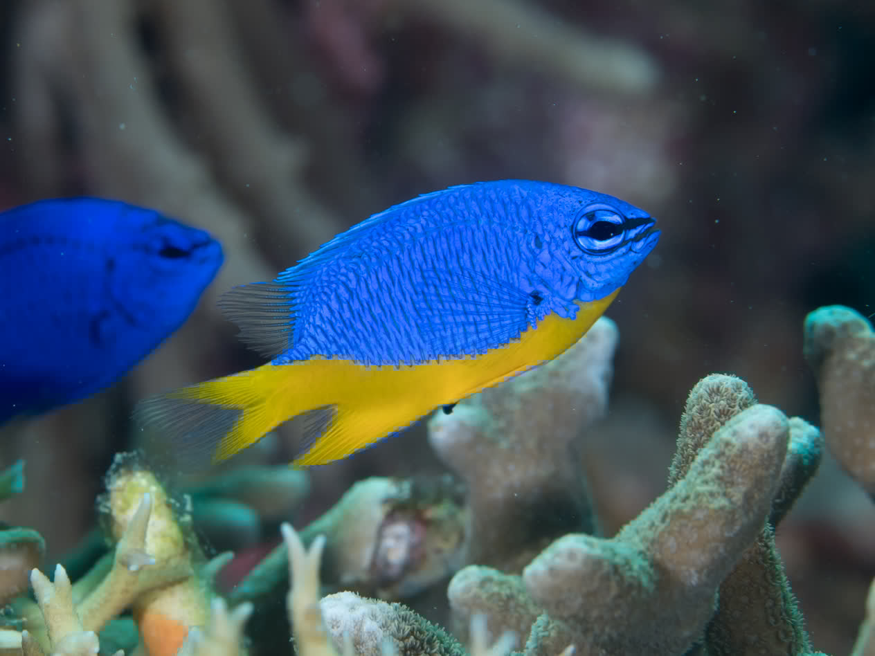 Azure damselfish | Mote Marine Laboratory & Aquarium