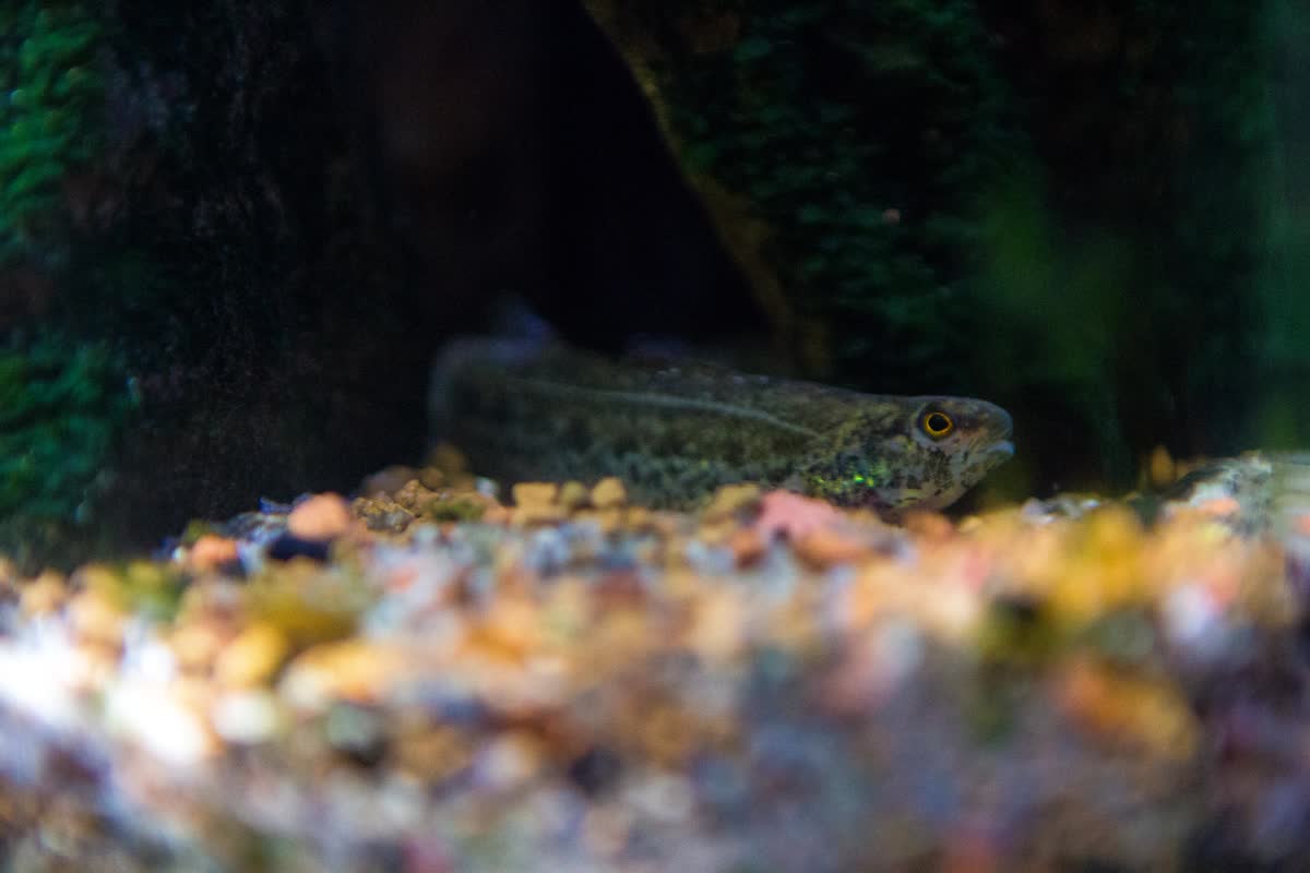 Swamp darter | Mote Marine Laboratory & Aquarium