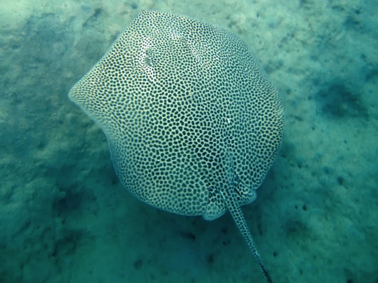 Honeycomb ray | Mote Marine Laboratory & Aquarium