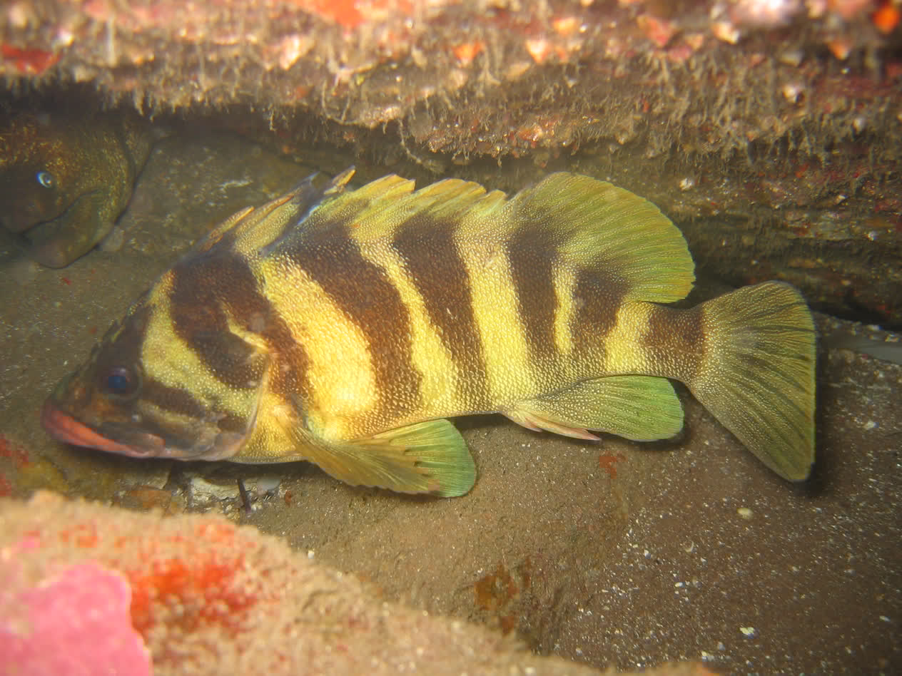 Treefish | Mote Marine Laboratory & Aquarium